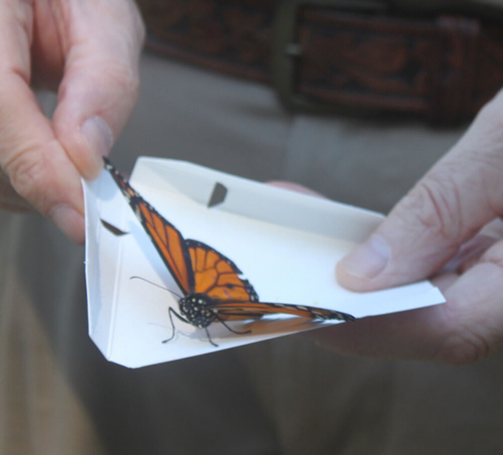 Hospice Muskoka releases butterflies to aid healing