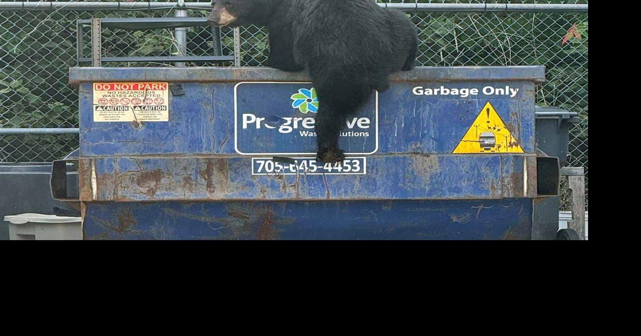 MNR attempts capturing bears after sightings in Huntsville
