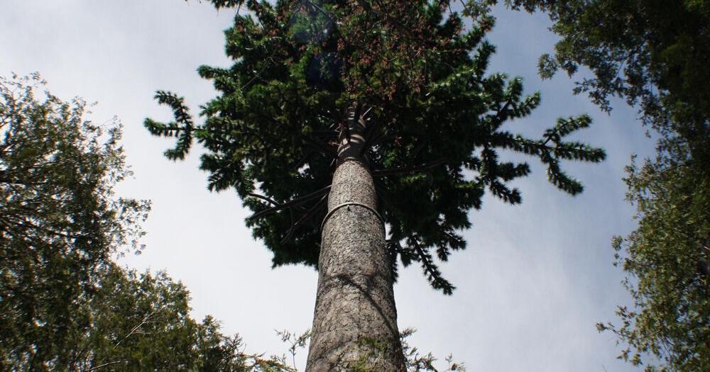Wireless trees taking up residence in Muskoka