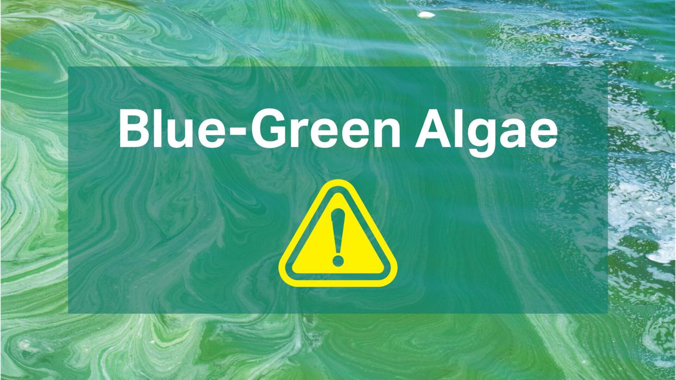 2 lifted, 4 Muskoka lakes still under blue-green algae alert