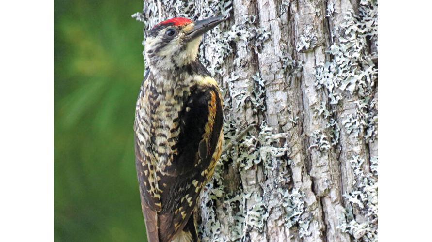 Attracting birds to your Muskoka garden year round takes planning