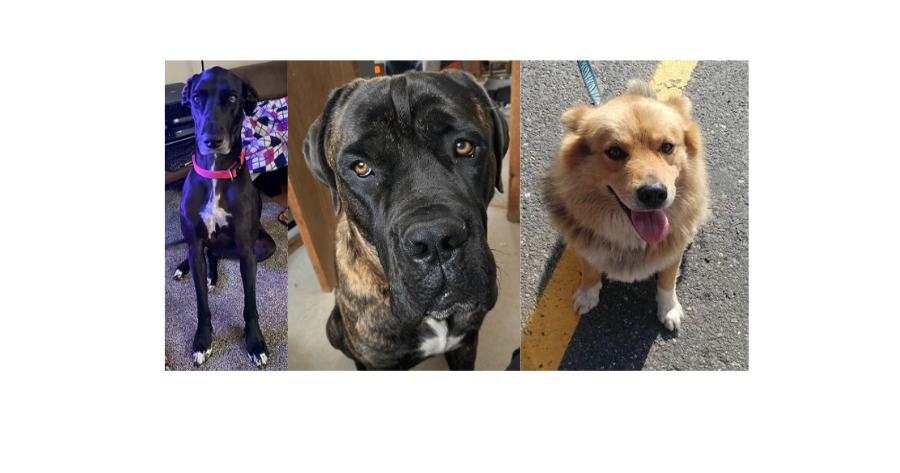 Possible dognapping: 3 Moose Deer Point pets missing, OPP ask for ...