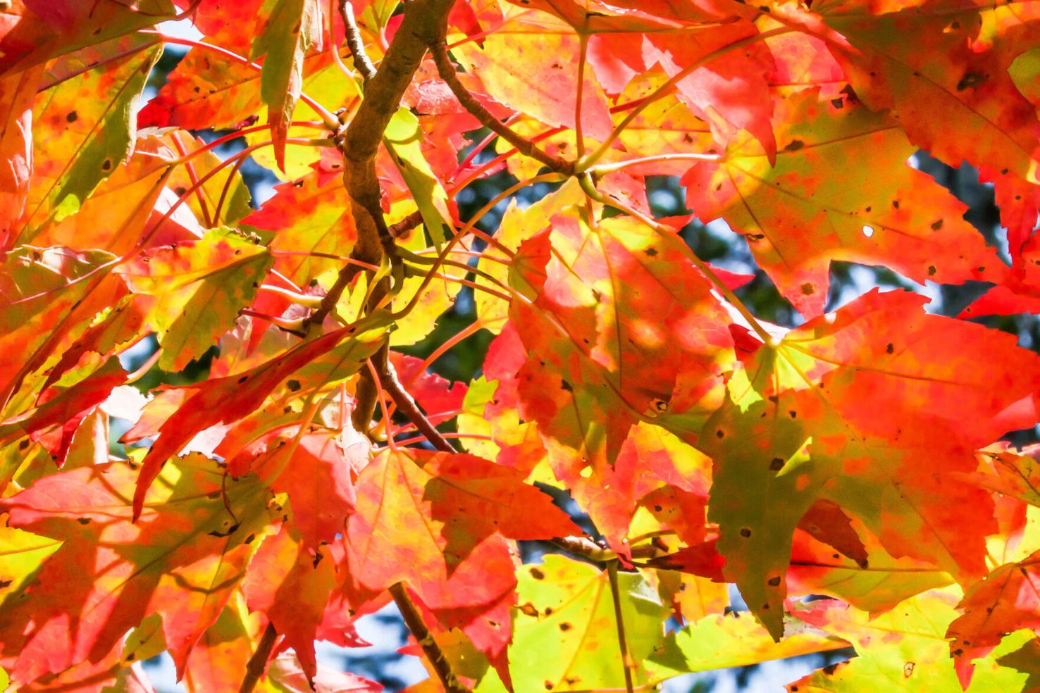 Fall tree colours in Huntsville, Muskoka, Algonquin Park
