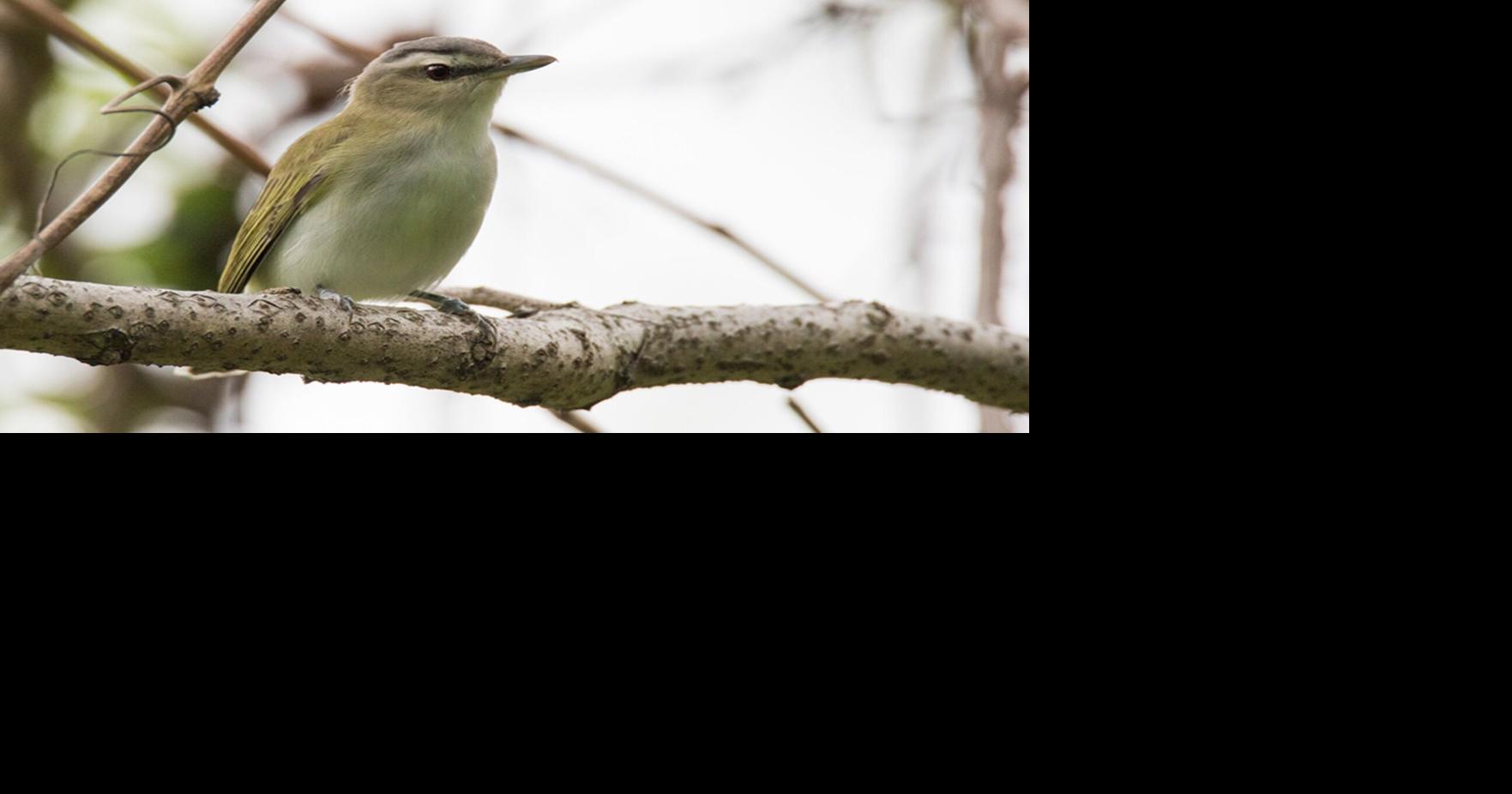 Do you know what the 5 most common Muskoka bird species are?