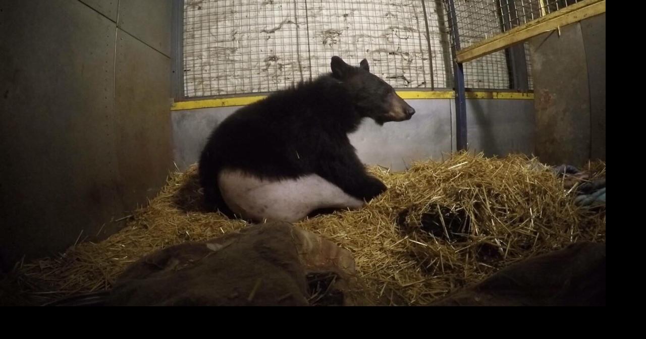 Bear rips OPP officer's shirt during rescue attempt, bites boot