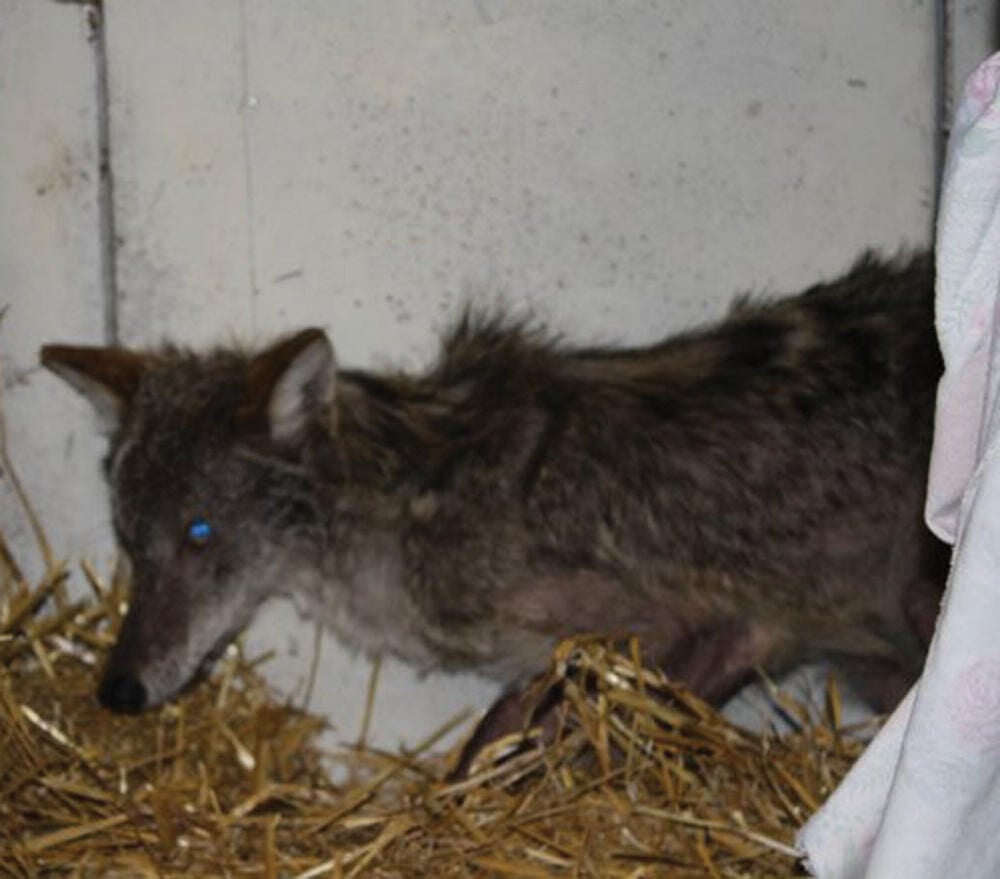 Mangy coyote brings back memories of Holly