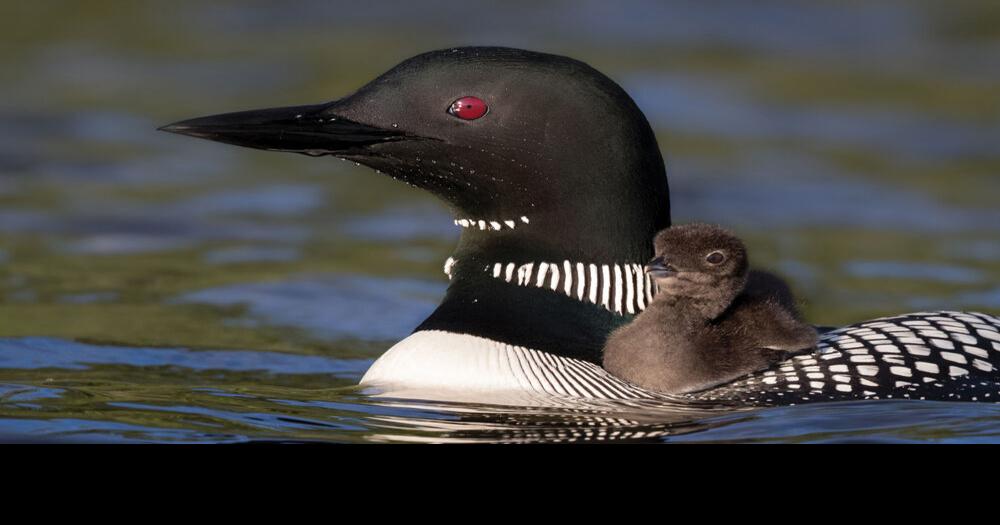 Is the future of the iconic loon in Muskoka, Parry Sound in danger?