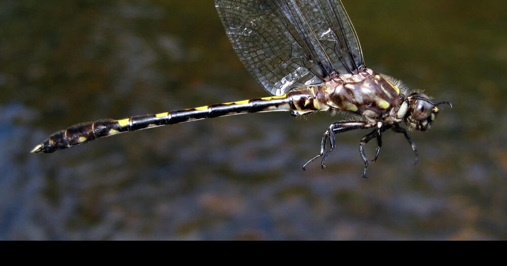 Rare dragonflies found in Dahl Forest