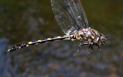 Rare dragonflies found in Dahl Forest
