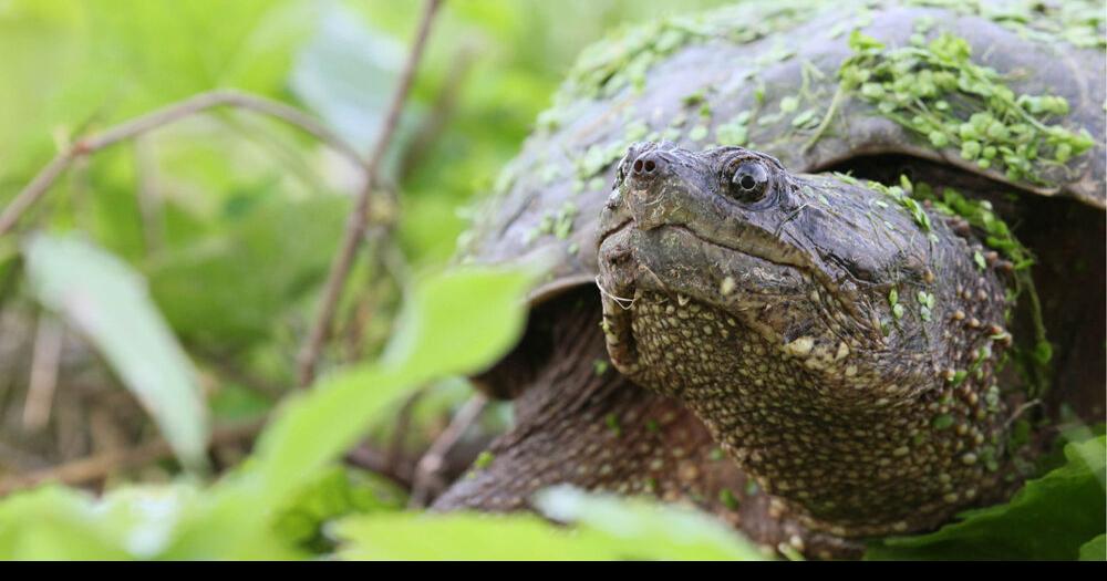 Will snapping turtles be an integral part of cottage country ecosystem ...
