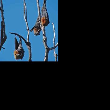 BATS: An Important Part of the Ecosystem