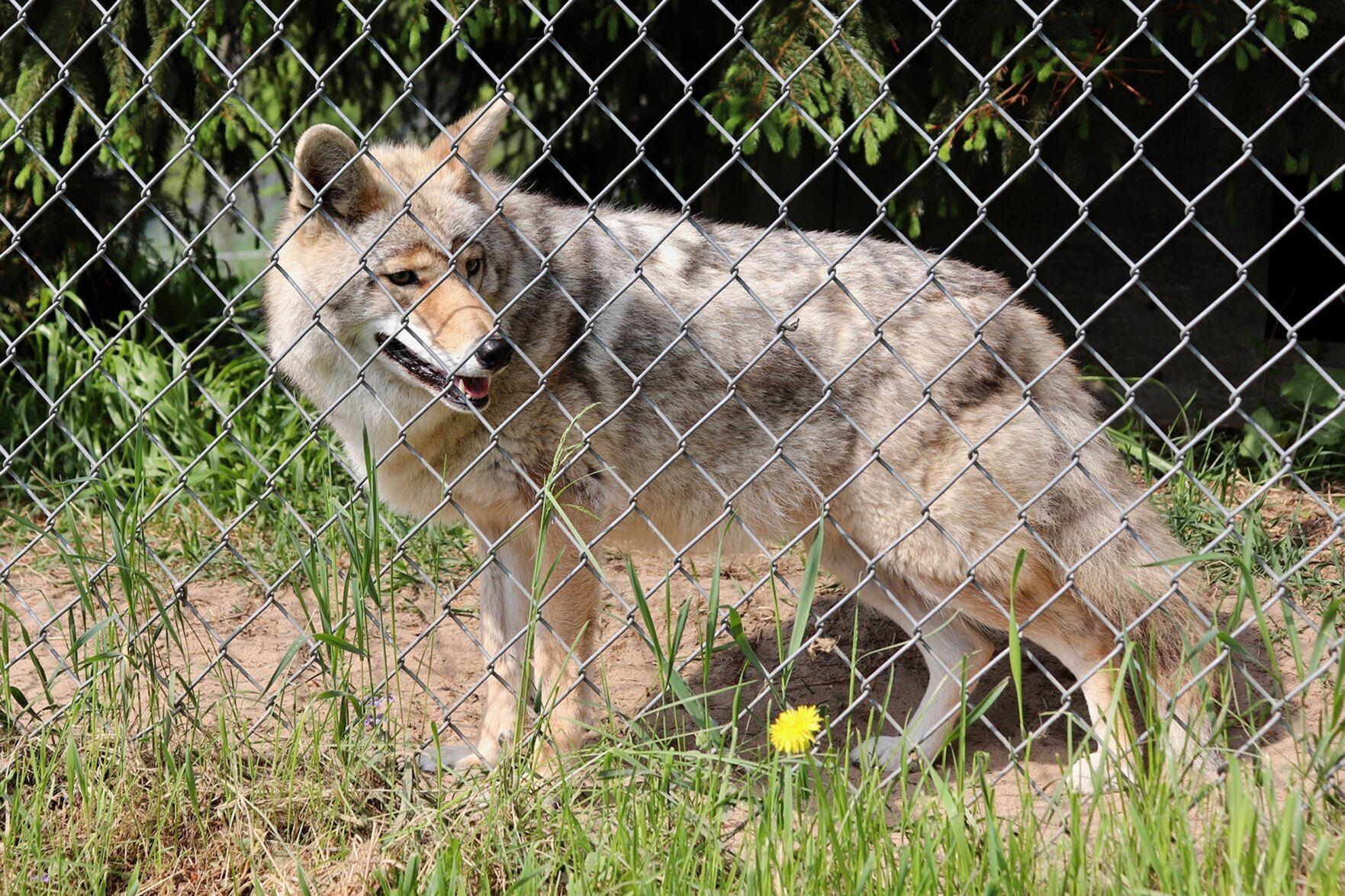 Rescue, rehabilitate, release: How Rosseau’s Aspen Valley Wildlife ...