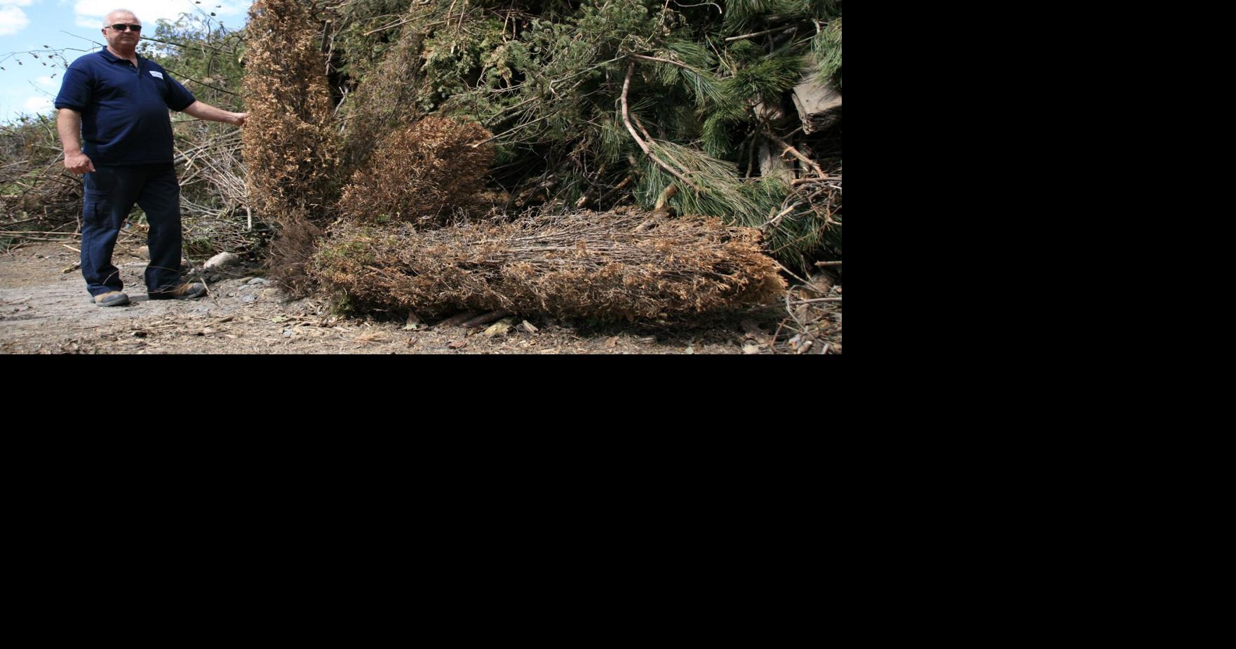 Why are cedars turning brown in Muskoka? An arborist explains