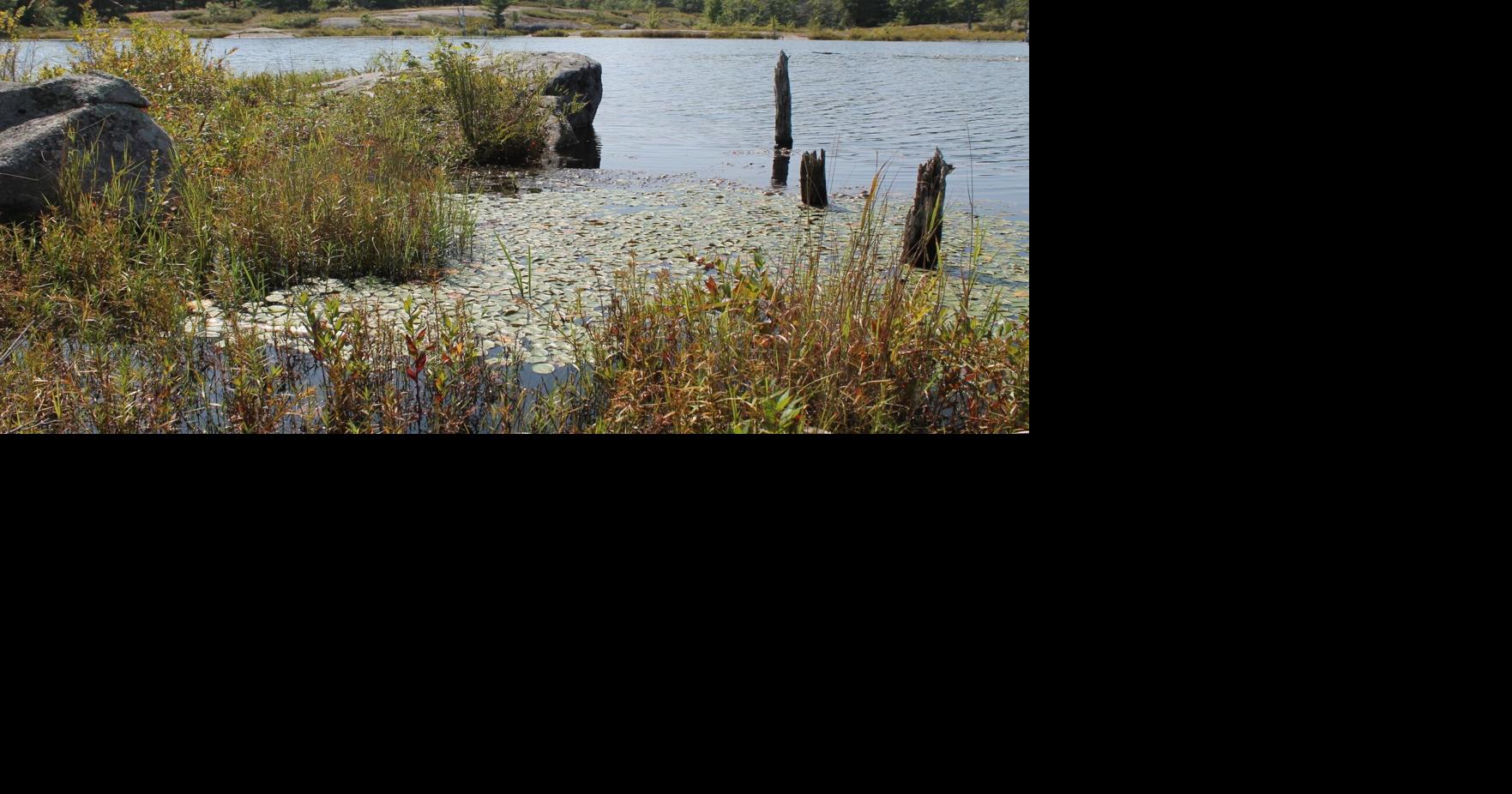 Understanding the threats facing our watershed: Muskoka Watershed Council