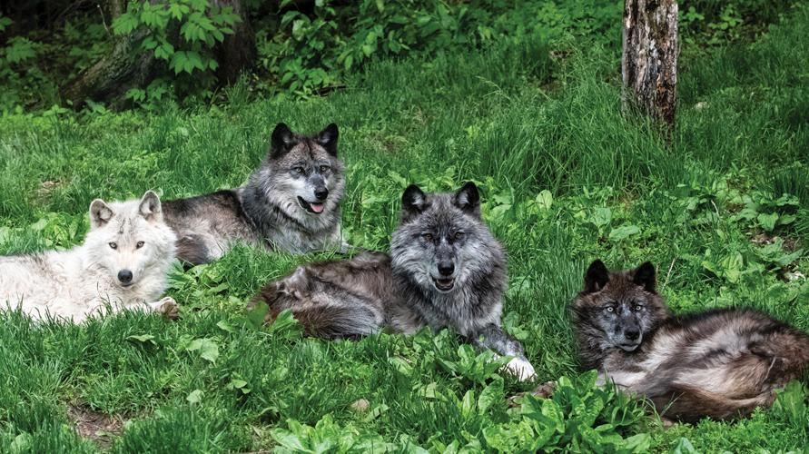 Haunting cry of a wolf can be heard at Haliburton Forest Wolf Centre