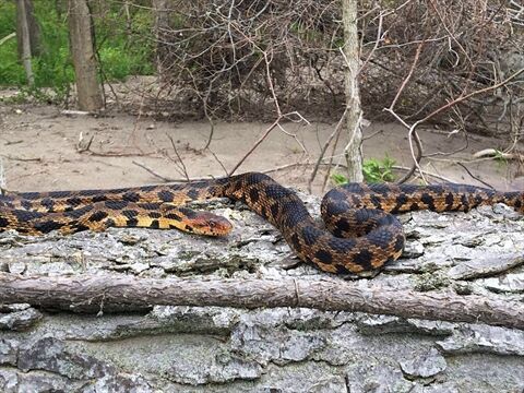 Learning to love Muskoka's snakes