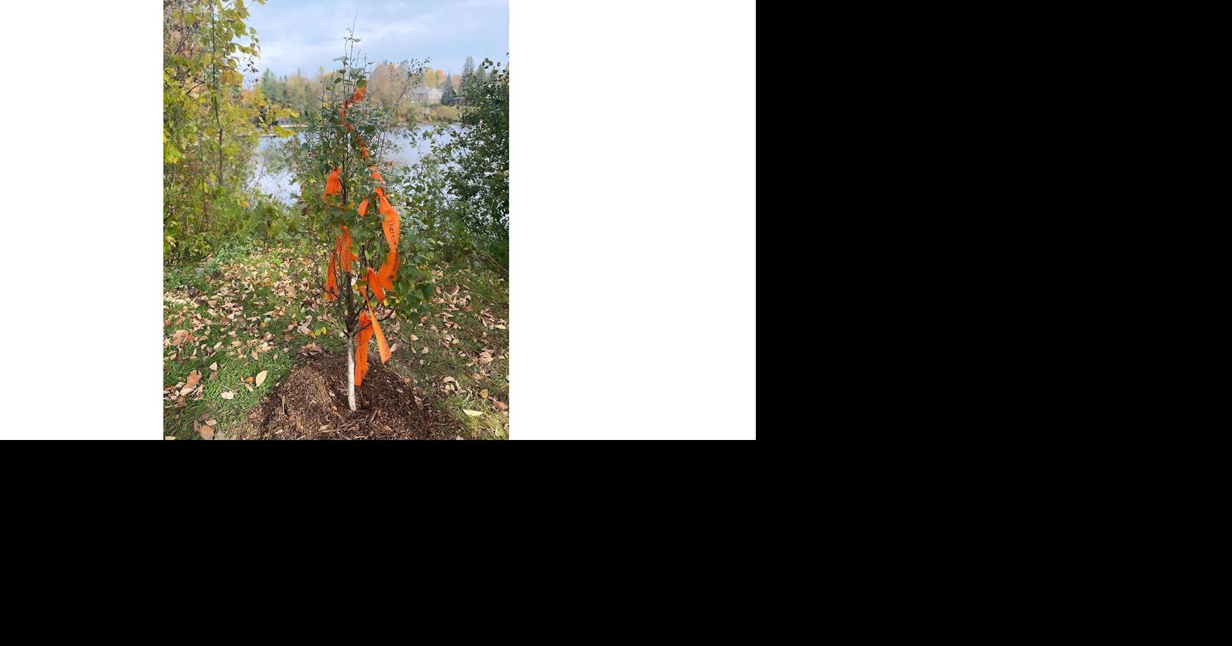 Sapling in Huntsville park taken down by industrious animal