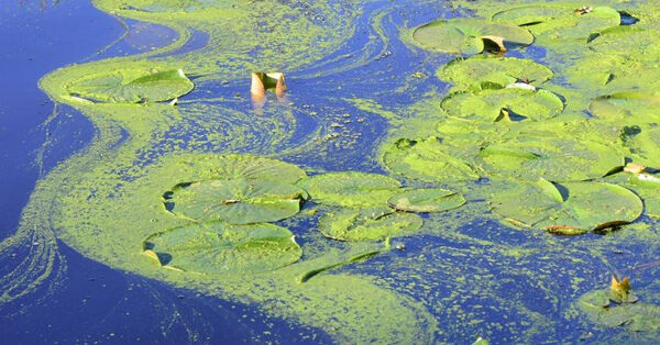 Blue-green algae bloom impacting 2 areas of Three Mile Lake in Muskoka ...