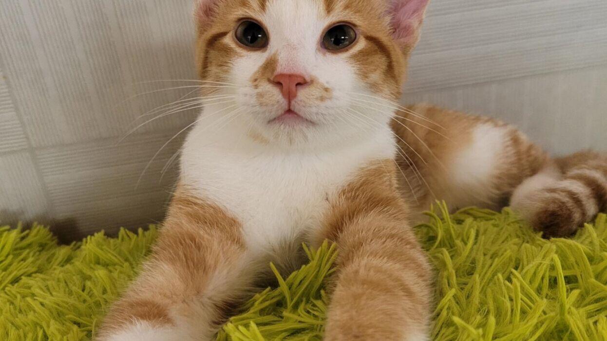 32 cats in need of homes at Bracebridge OSPCA and other Ontario centres