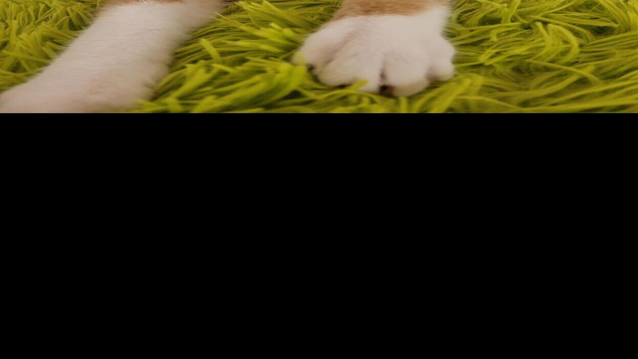 32 cats in need of homes at Bracebridge OSPCA and other Ontario centres