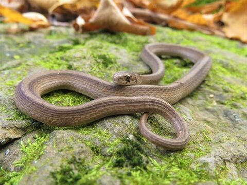 Learning to love Muskoka's snakes