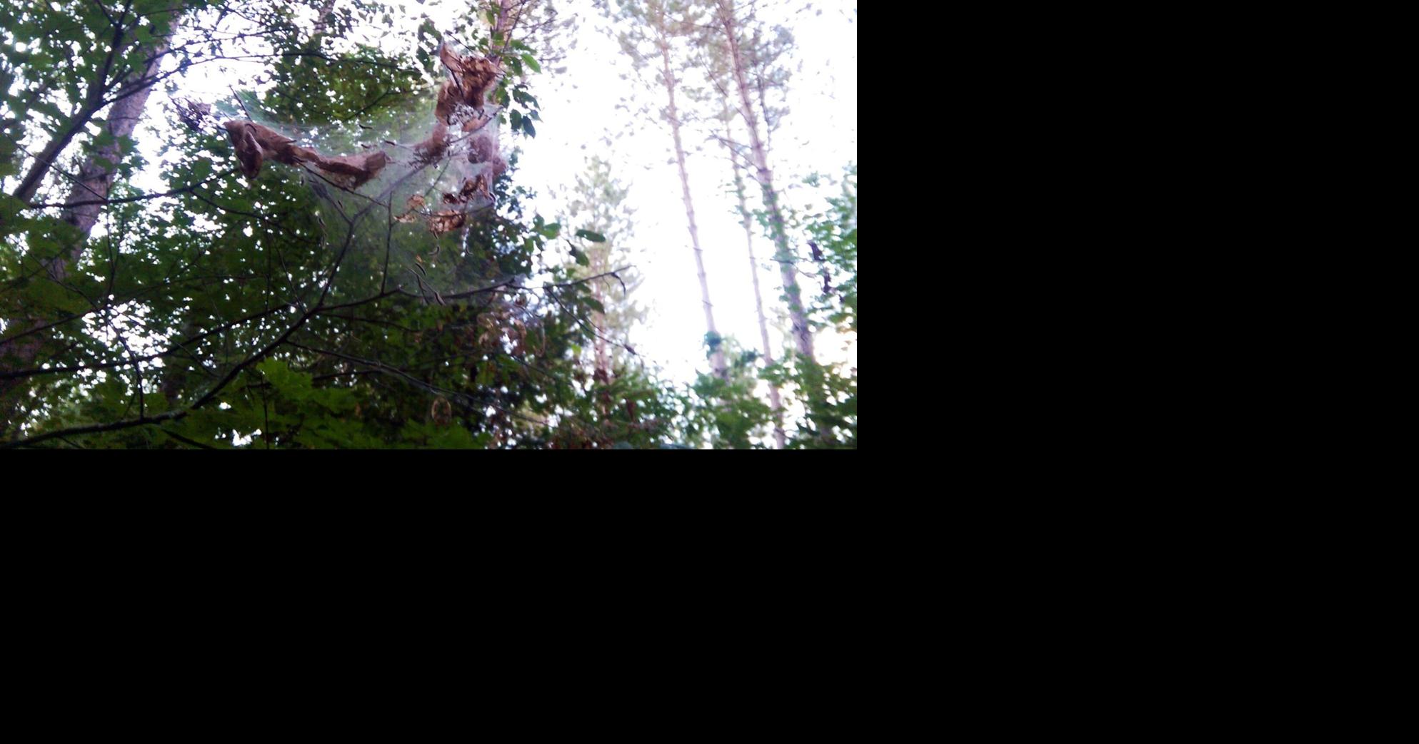 Gypsy moth outbreak, fall webworm season hits Muskoka trees in 2020