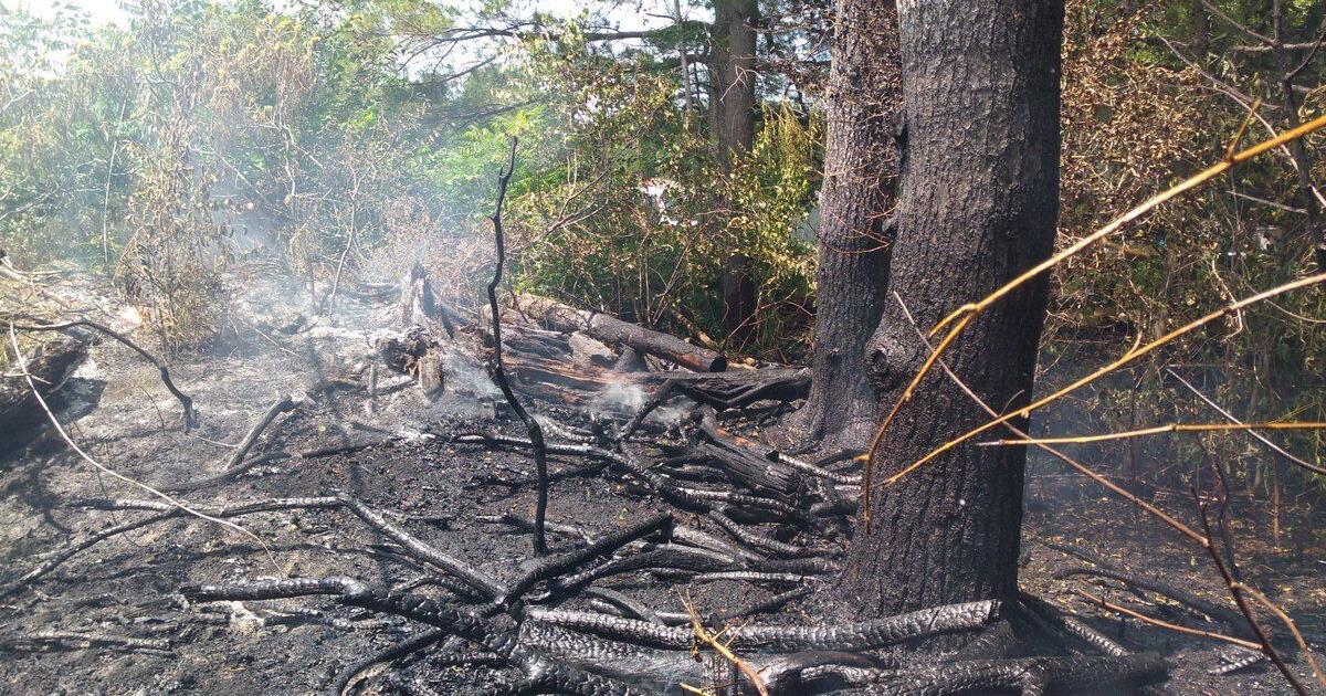 Muskoka Lakes Fire battling brush fire caused by downed power line