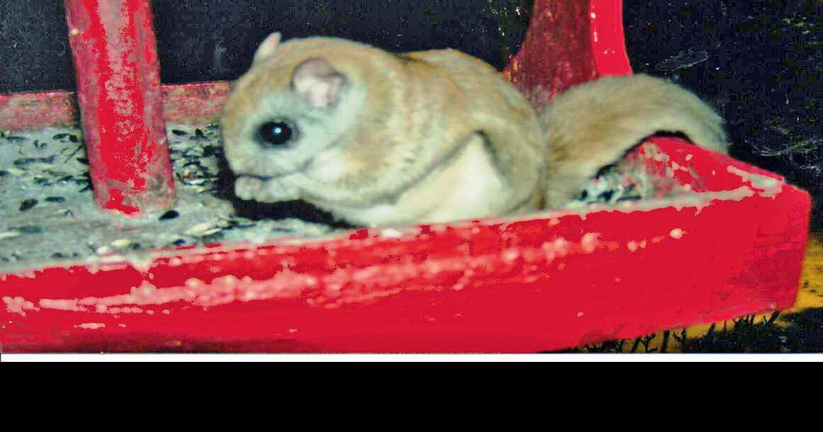 This nocturnal rodent flies, glides and lives in Muskoka. What is it?