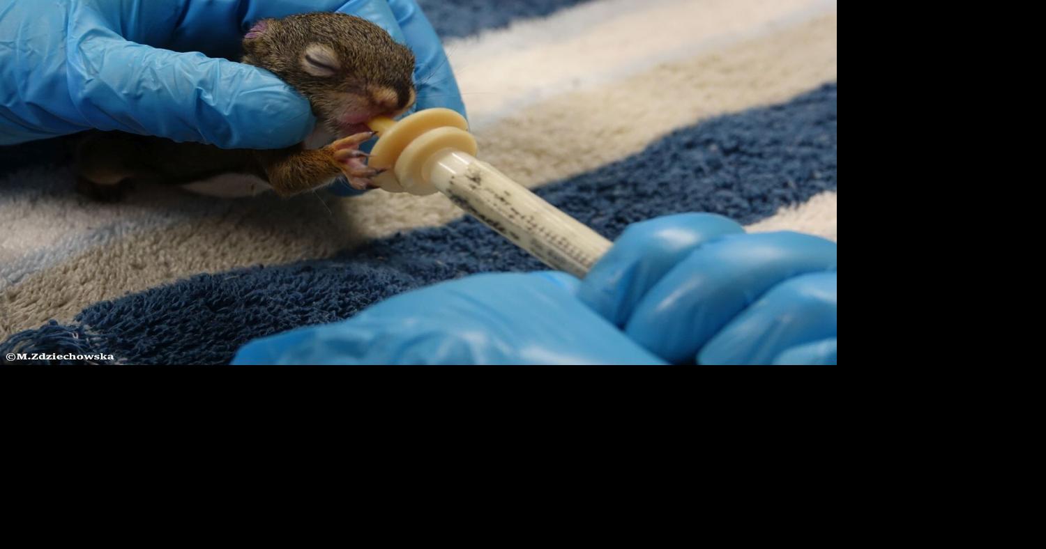 Muskoka baby animal rescue and wildlife care busy