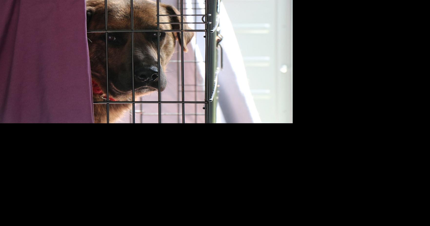 Muskoka Animal Centre appeals to public to honour its volunteers