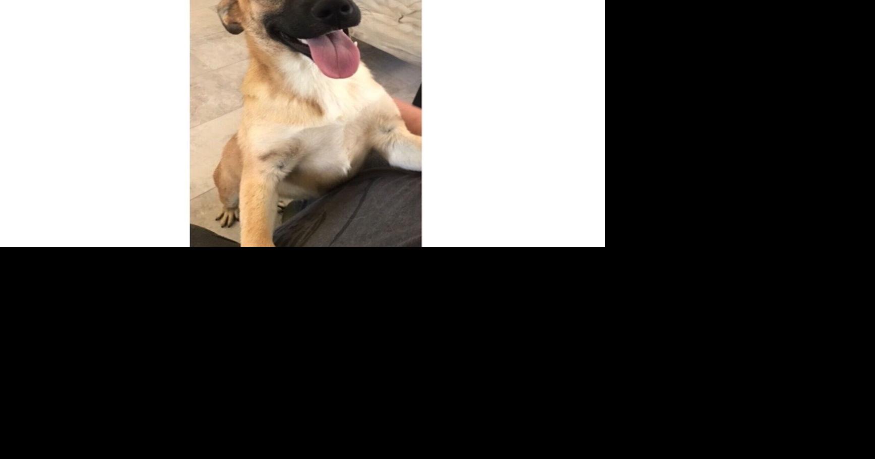 25 dogs in need of homes from Bracebridge OSPCA and other Ontario centres