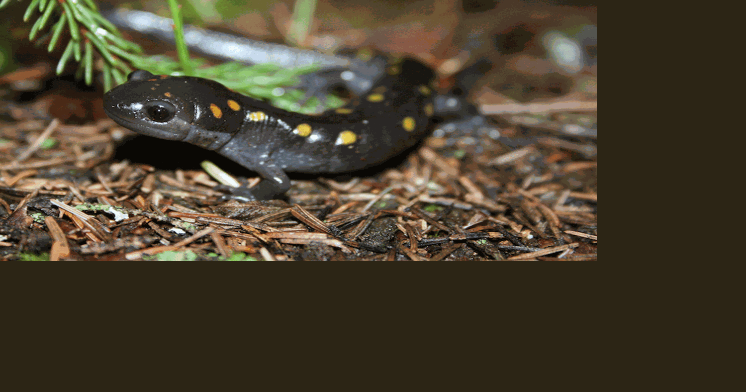 Spotted Salamander Columbia Shop | emergencydentistry.com