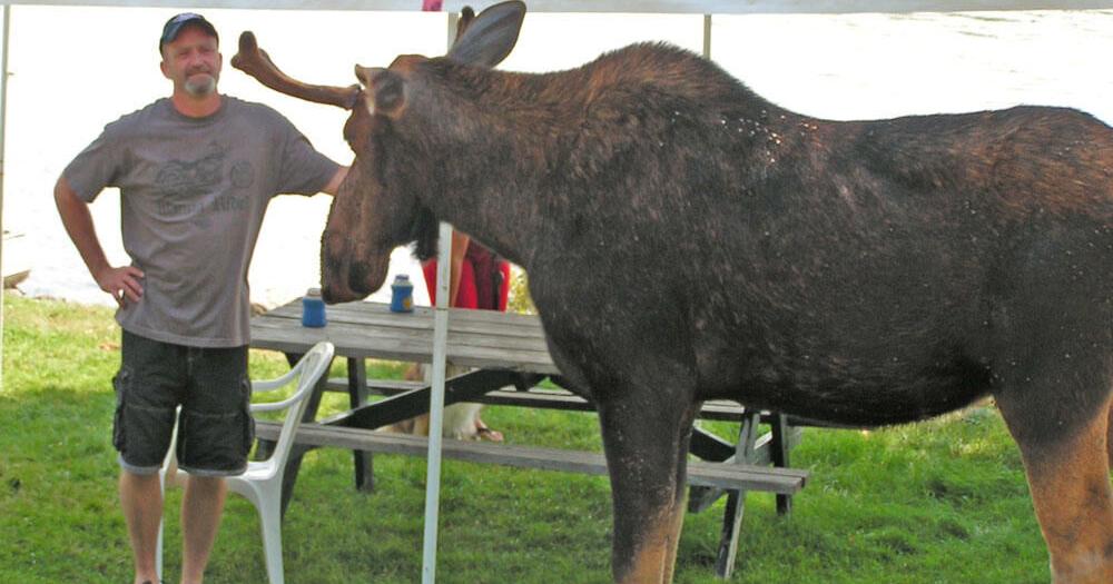 Mario the moose takes a camp vacation