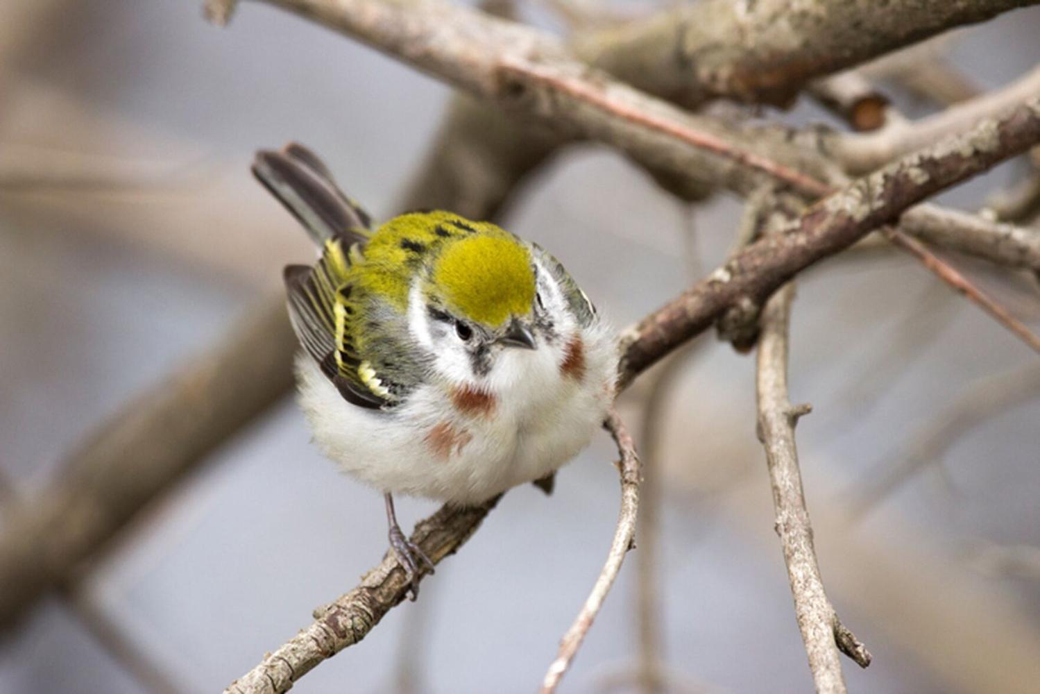 Do you know what the 5 most common Muskoka bird species are?