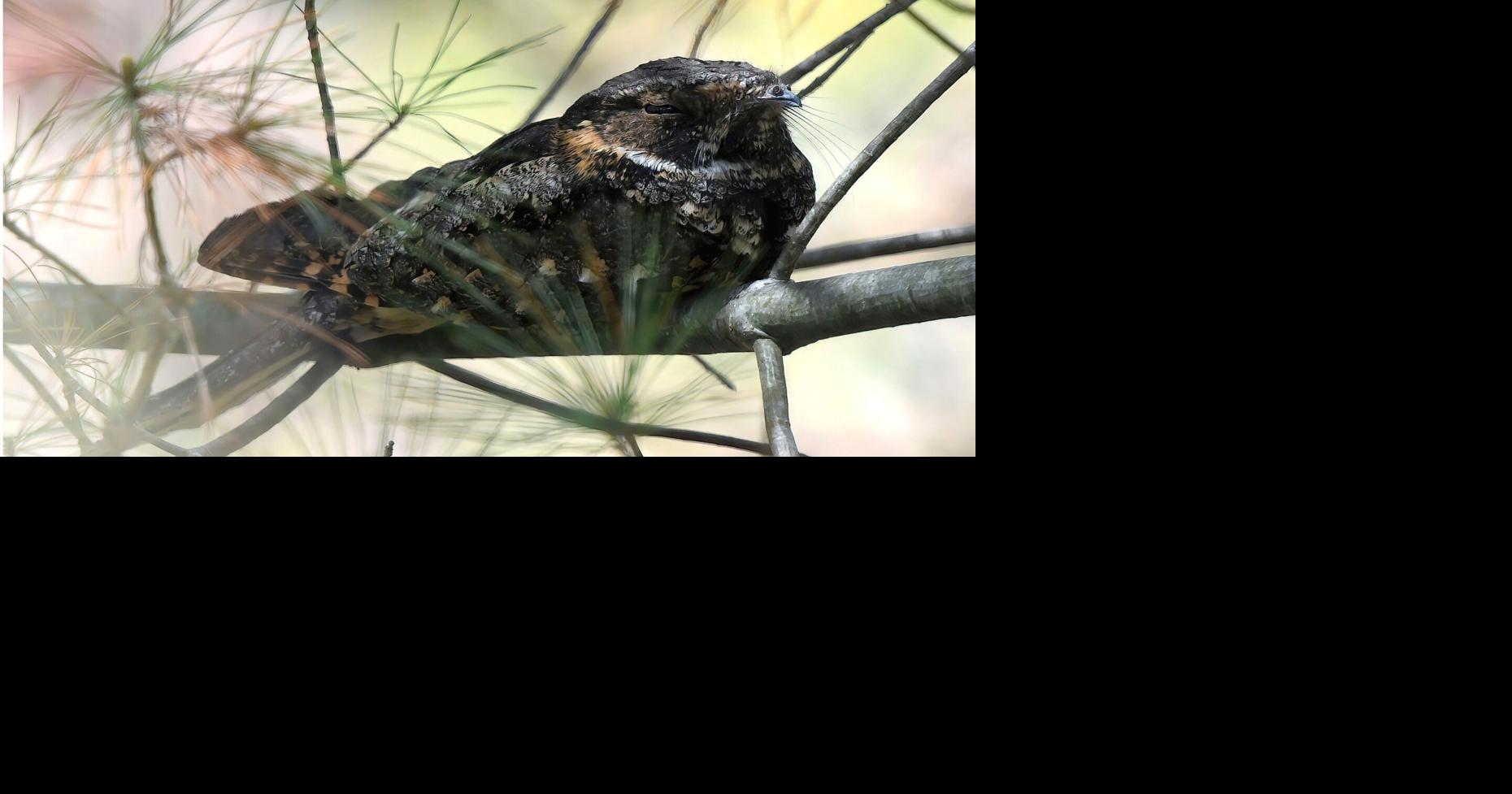 ‘Help spread this good-news story’: Durham columnist excited about the ...