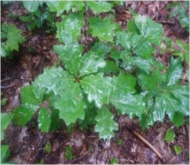 9 iconic tree species to spot across Muskoka