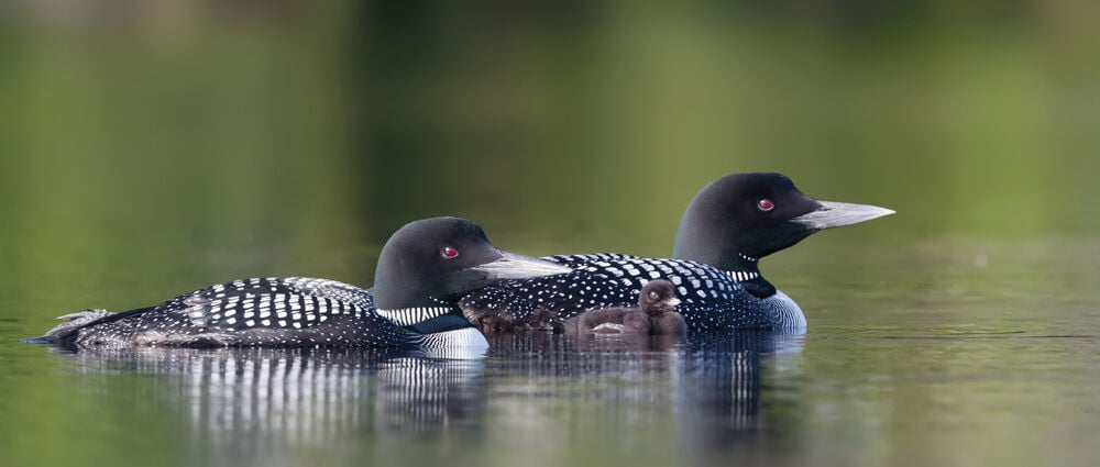 Is the future of the iconic loon in Muskoka, Parry Sound in danger?