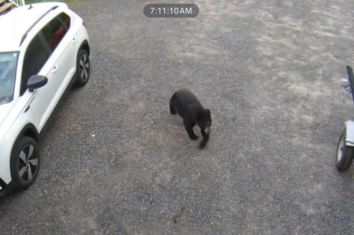 Bear sightings in Huntsville and Muskoka