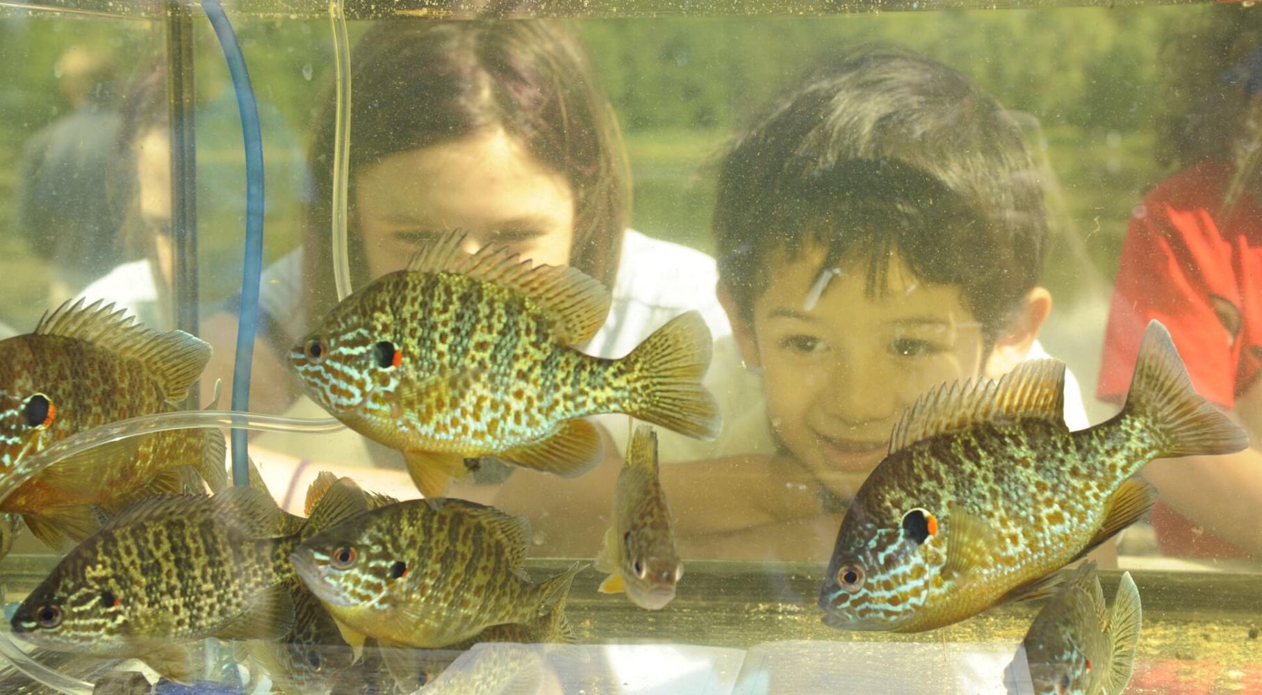 5 most common fish in lakes across Muskoka