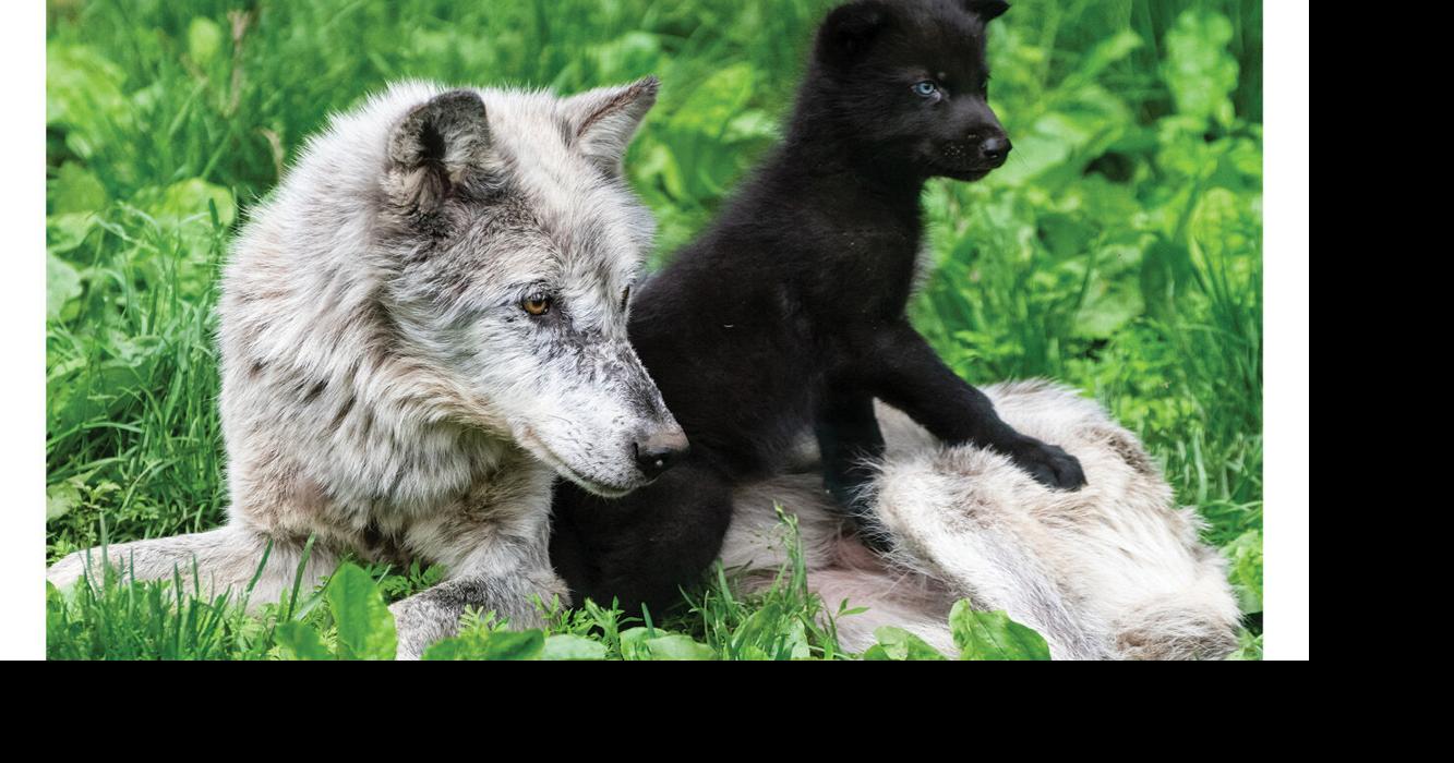 Haunting cry of a wolf can be heard at Haliburton Forest Wolf Centre