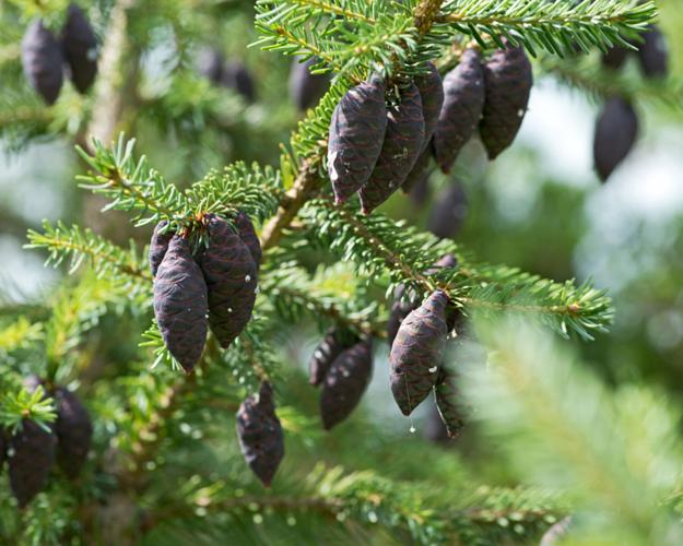 9 iconic tree species to spot across Muskoka