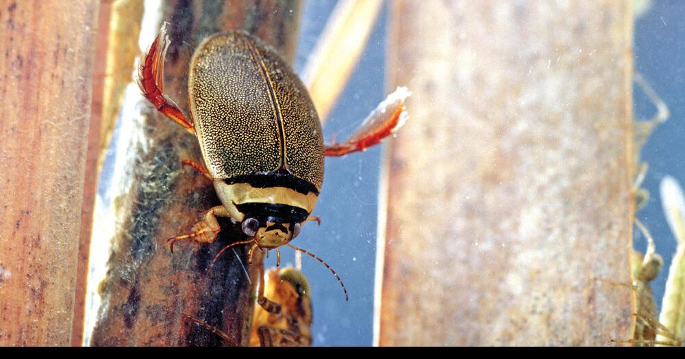 Tiny water critters a vital part of cottage country ecosystem