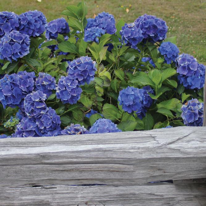 hydrangea blue boogie