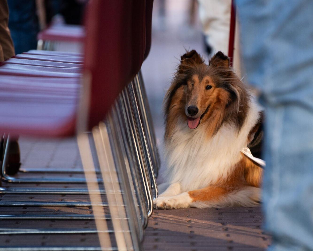 Reveille IX laid to rest at Texas A&M | Texas A&M News | myaggienation.com