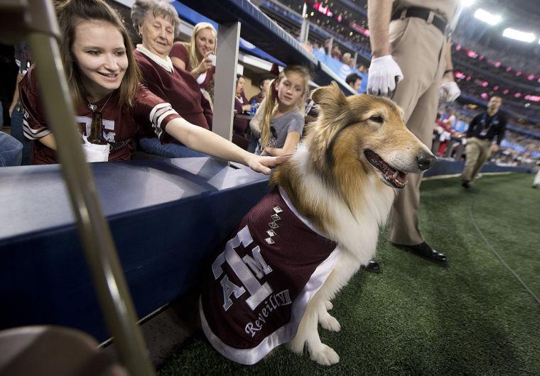 How a stray dog became Reveille, the First Lady of Aggieland | Reveille ...