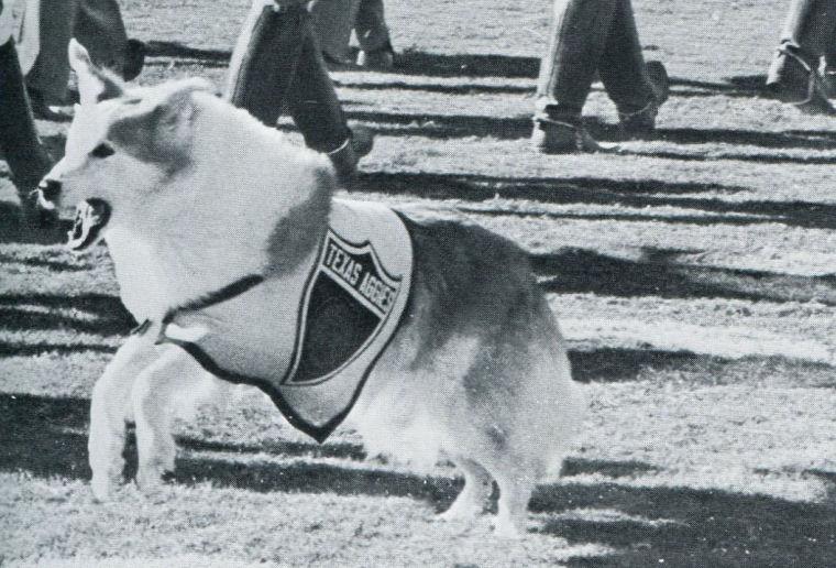 How a stray dog became Reveille, the First Lady of Aggieland | Reveille ...
