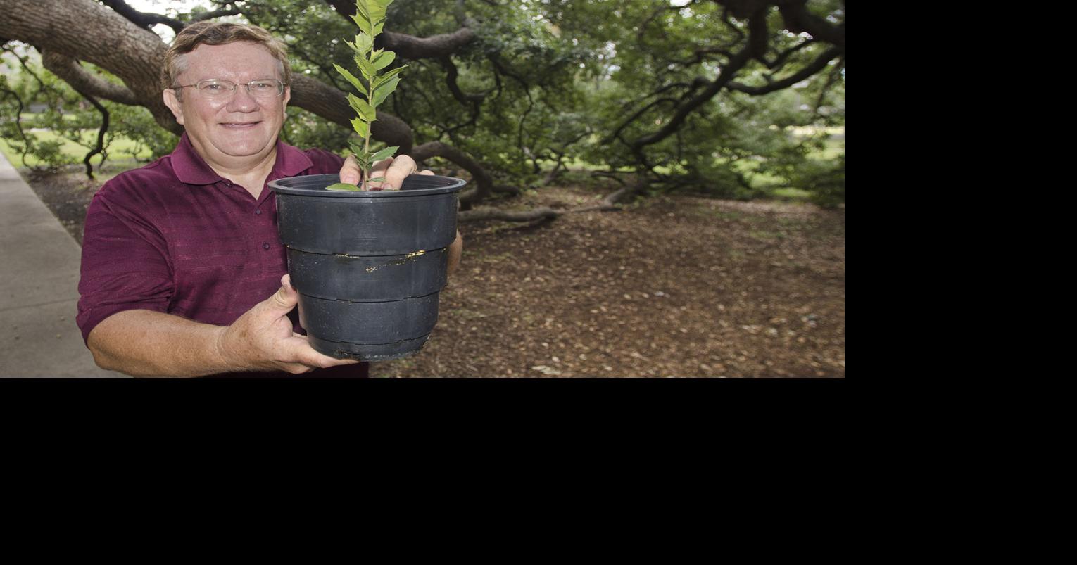Aggie helps spread the Century Tree's legacy with saplings and ...