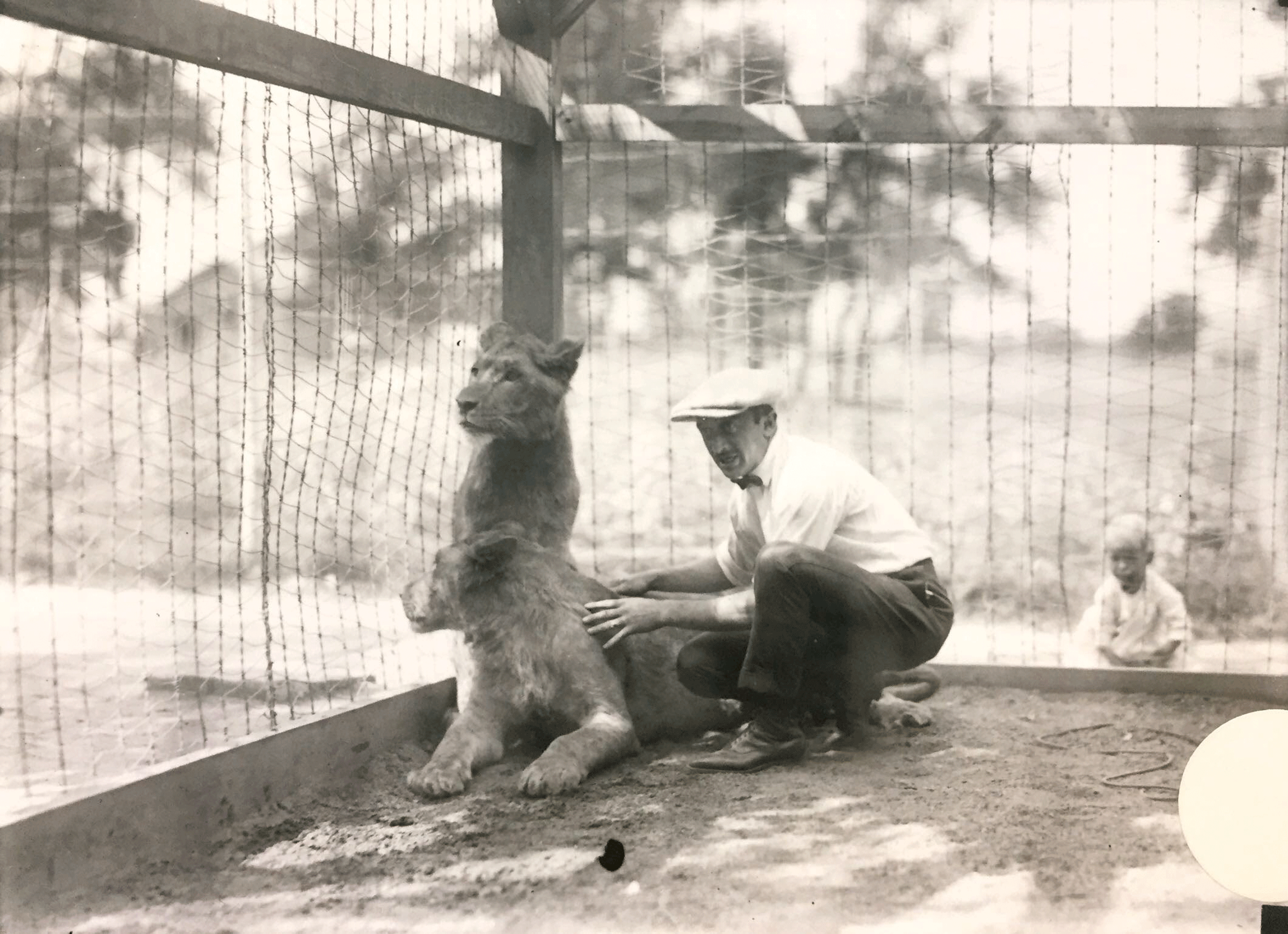 When lions roared on campus: Bizzell’s passion briefly brought a zoo to ...
