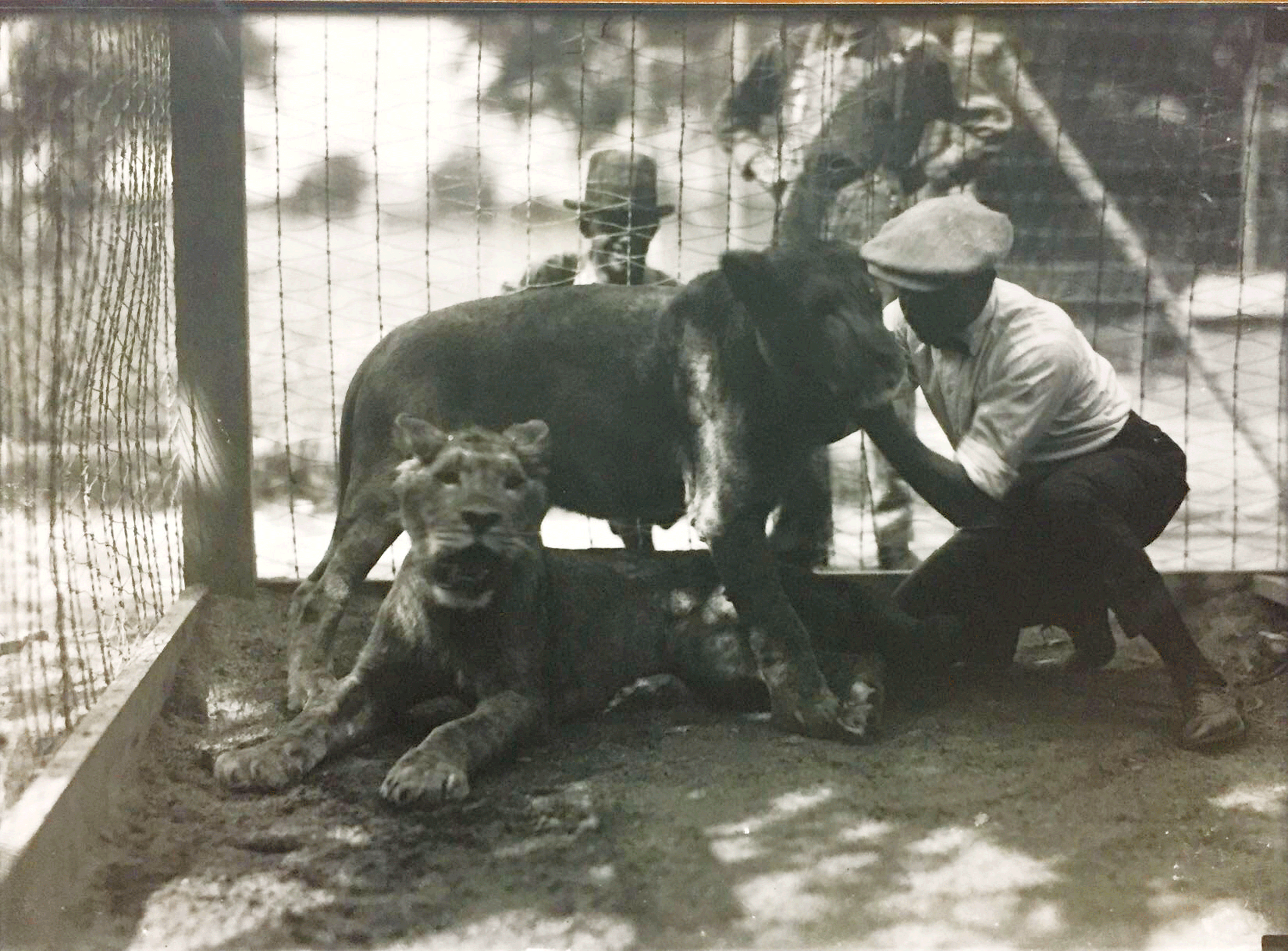 When lions roared on campus: Bizzell’s passion briefly brought a zoo to ...