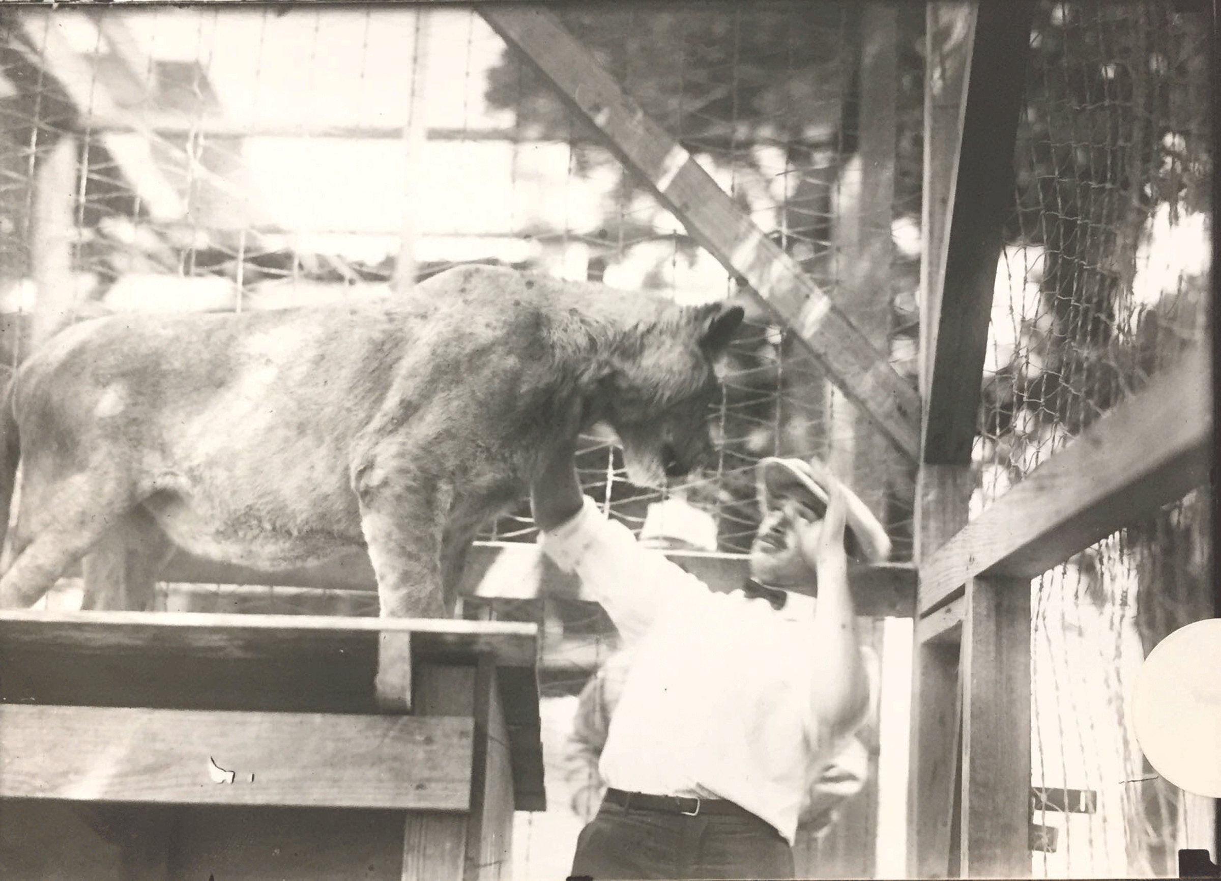 When lions roared on campus: Bizzell’s passion briefly brought a zoo to ...